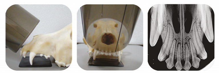 Canine dental - Radiography Positioning Aid