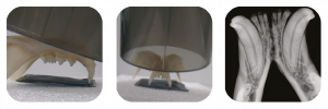 Feline Dental: Radiography Positioning Aid